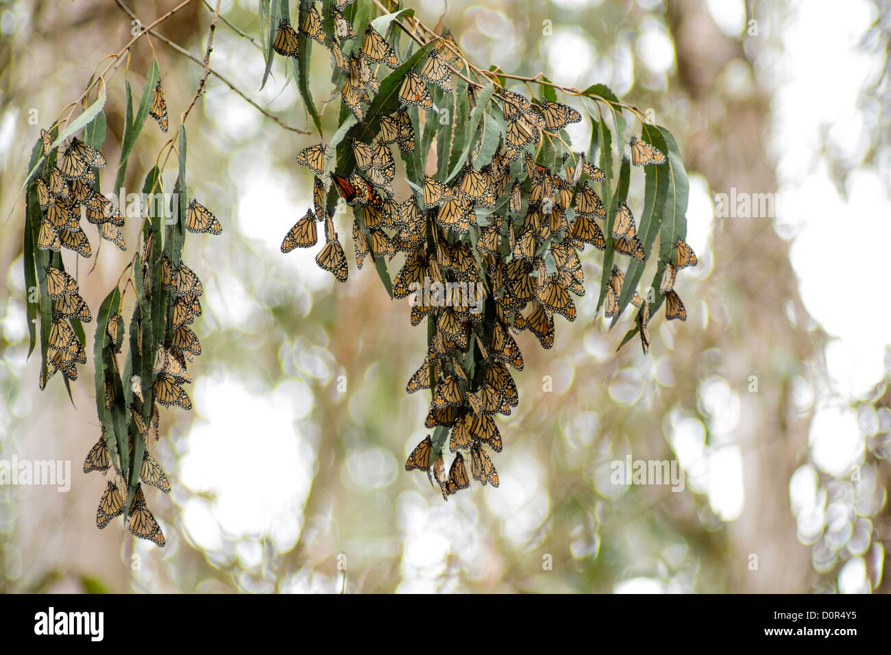 Monarchs migration california hi-res stock photography and images - Alamy
