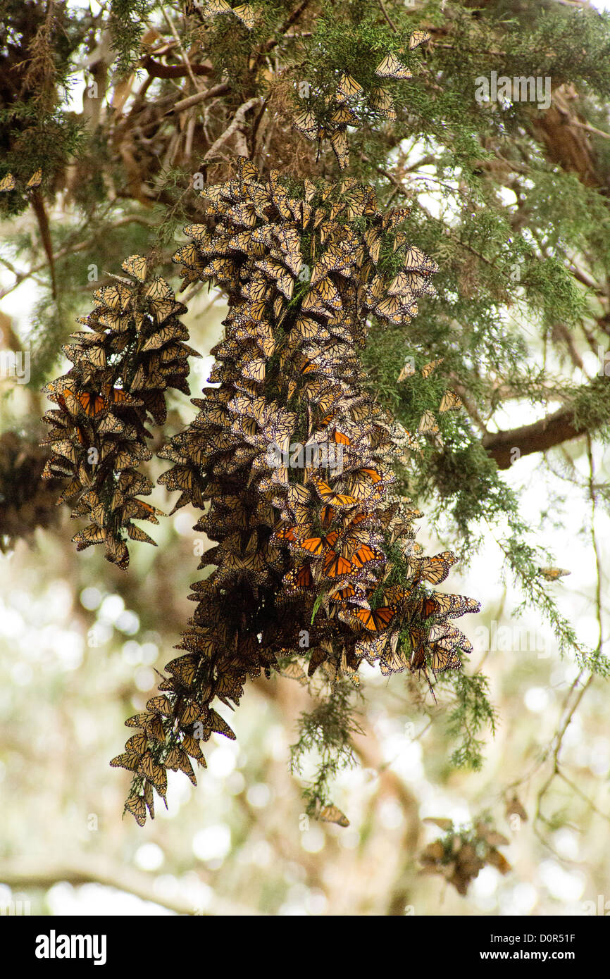 Monarch butterflys hi-res stock photography and images - Alamy