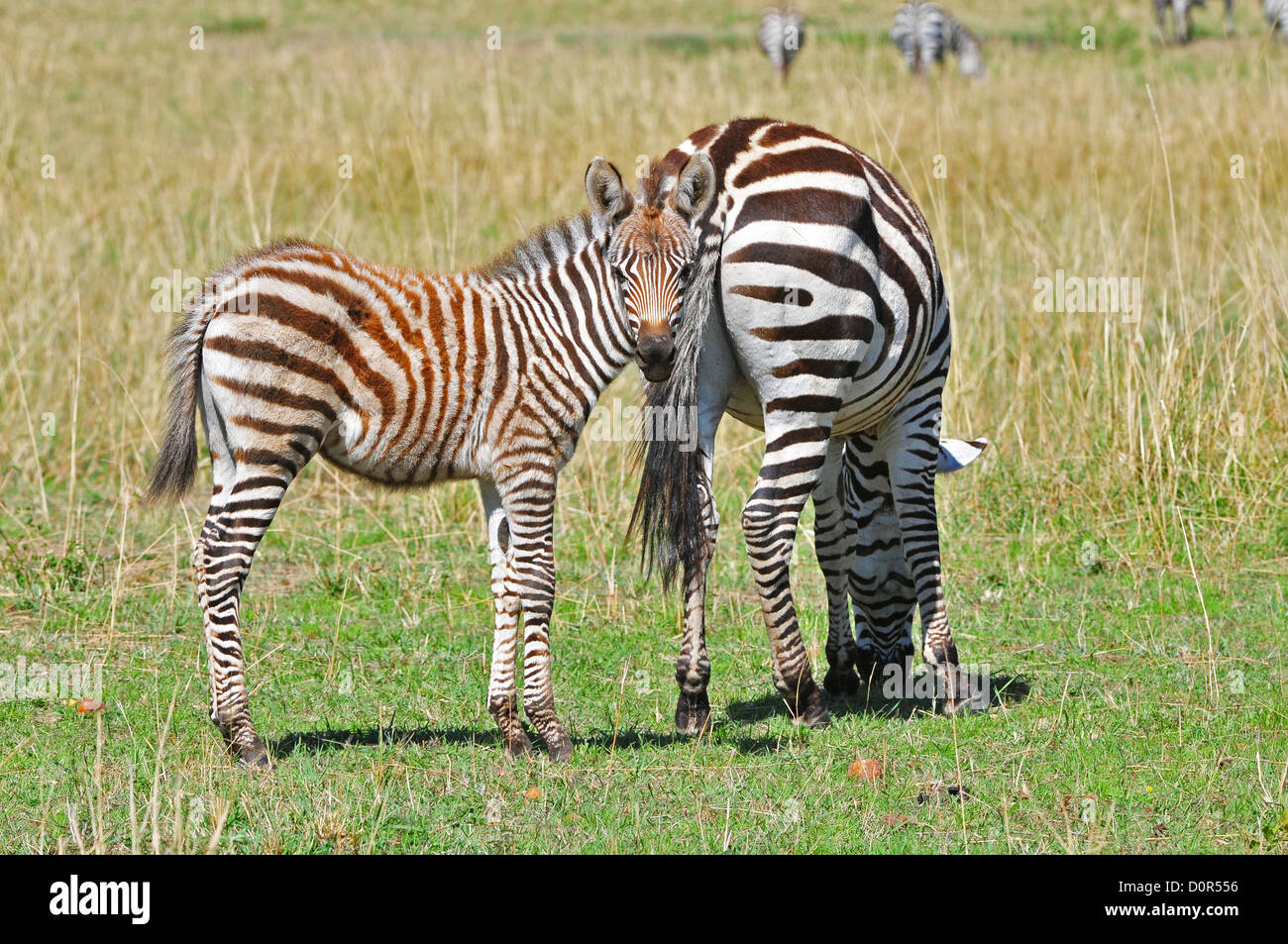 Zebra masai mara kenya hi-res stock photography and images - Alamy