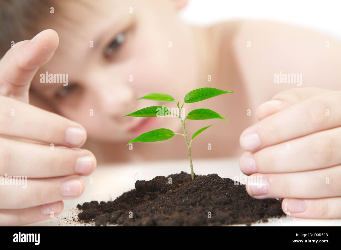 Young plant -- CONTEST Stock Photo - Alamy