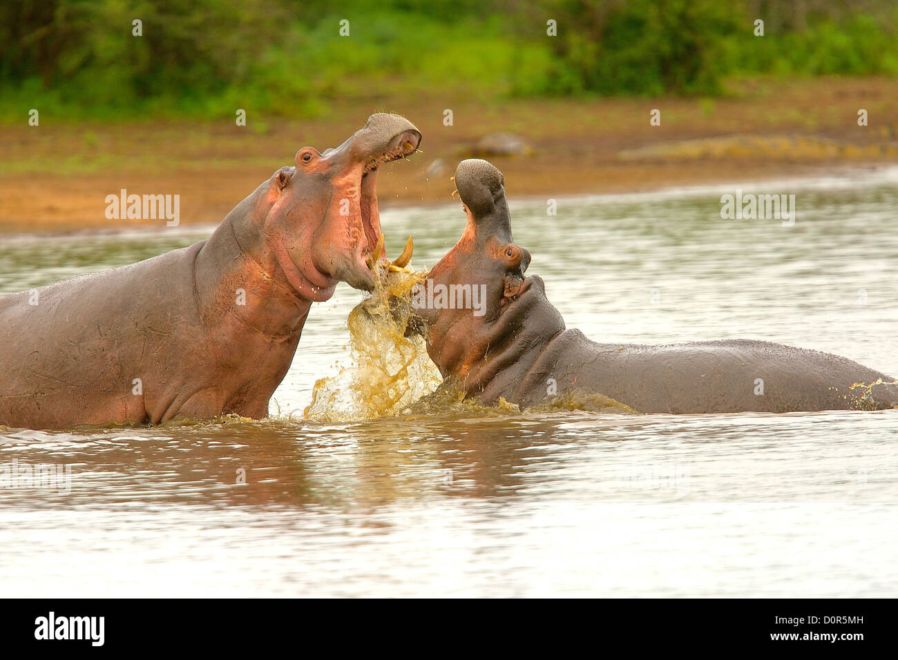 Animals Fighting For Water