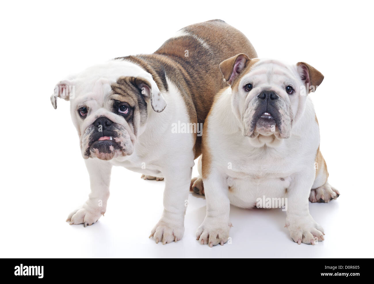 Pair of bulldogs hi-res stock photography and images - Alamy