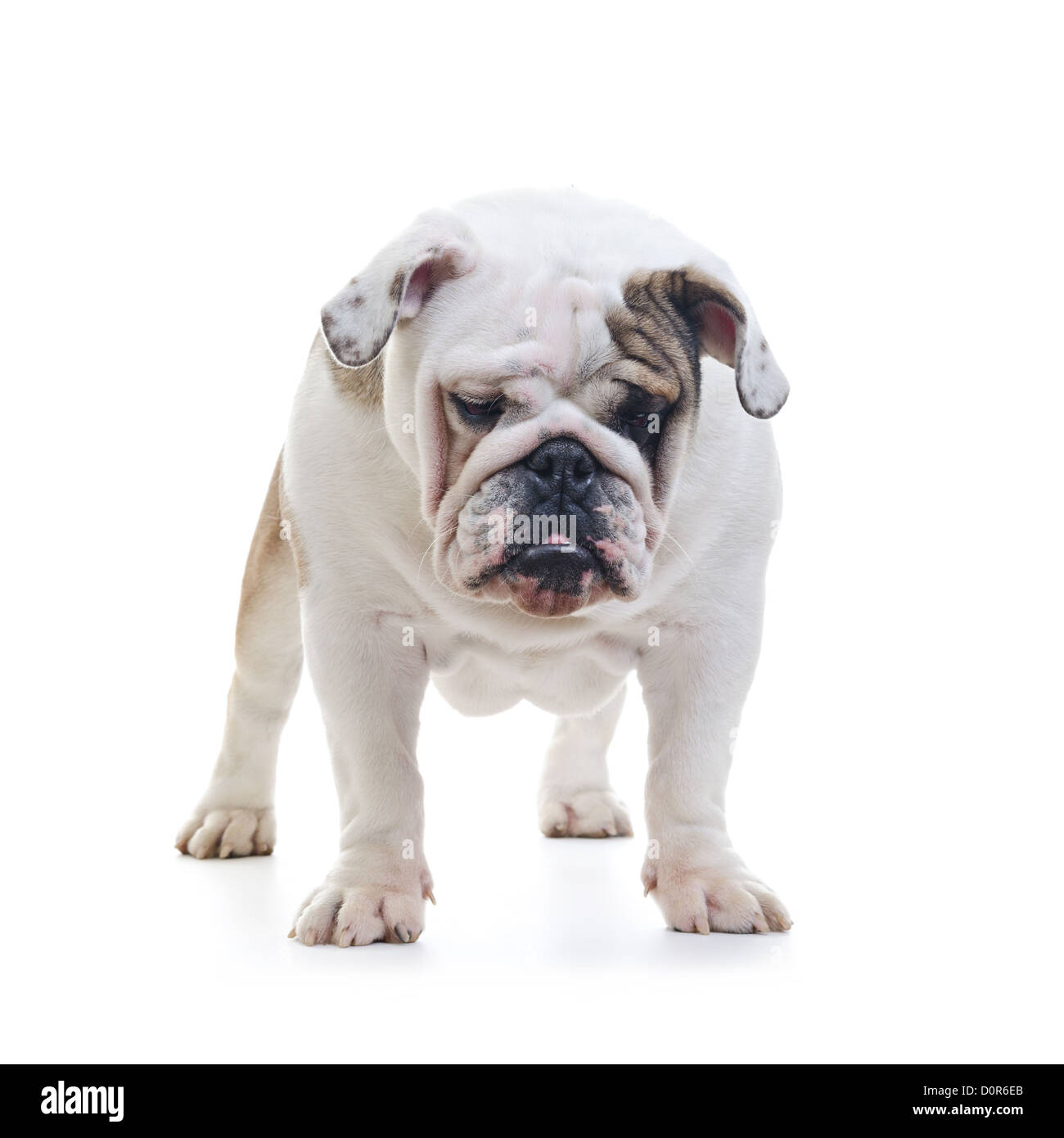 English bulldog standing in front of white background and looking down ...