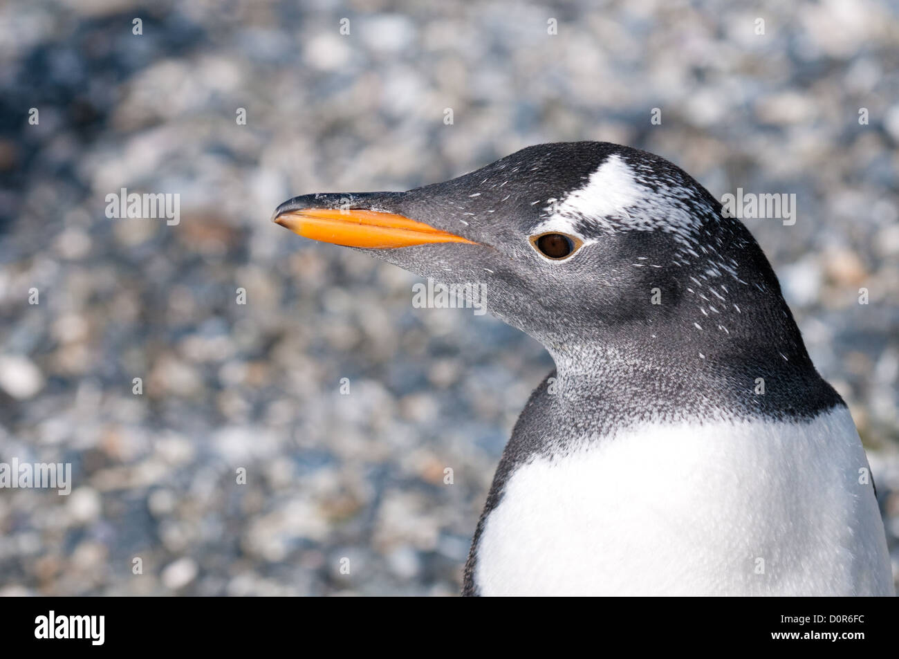 Penguin wing up hi-res stock photography and images - Alamy