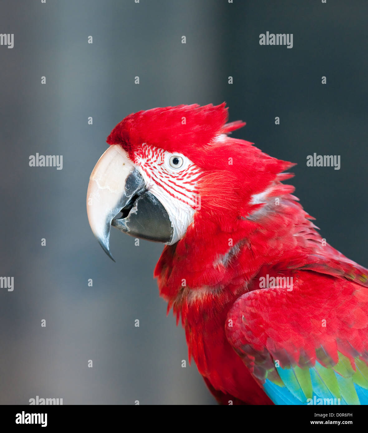 close up image of red parrot Stock Photo - Alamy