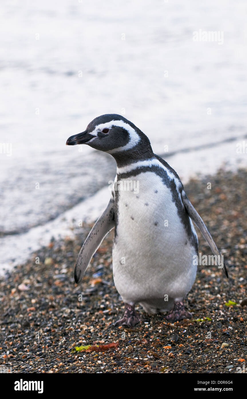 Cute penguin tail hi-res stock photography and images - Alamy