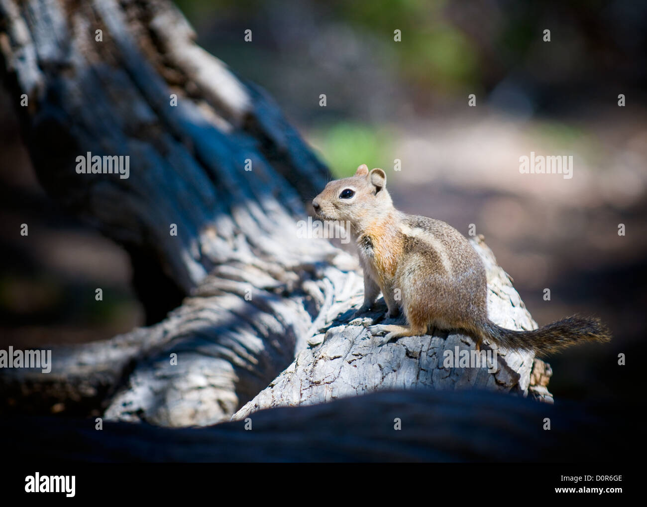 Small ground squirrel gopher looking hi-res stock photography and ...