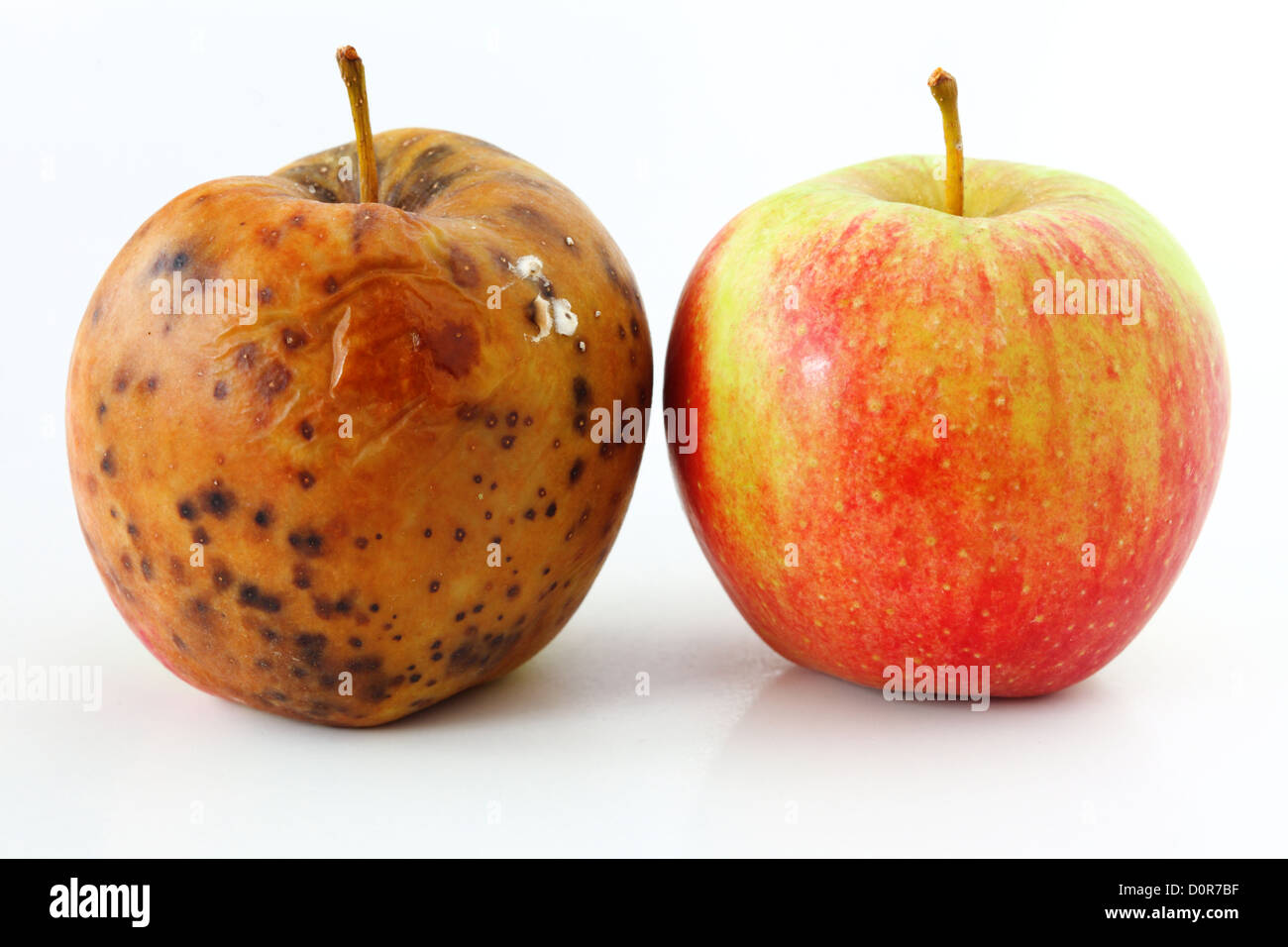 spoiled one bad red apple on white background Healthy and rotten apples ...