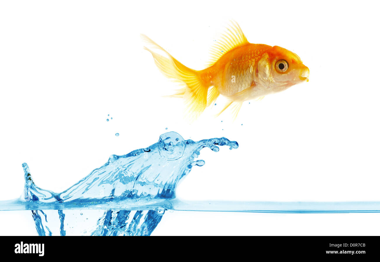 Fish out of water hi-res stock photography and images - Alamy