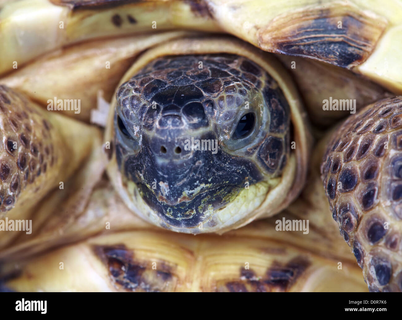 Up close turtle hi-res stock photography and images - Alamy