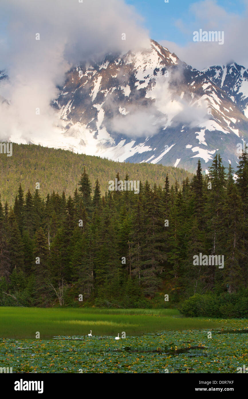 Swans, Chugach National Forest, Alaska Stock Photo - Alamy