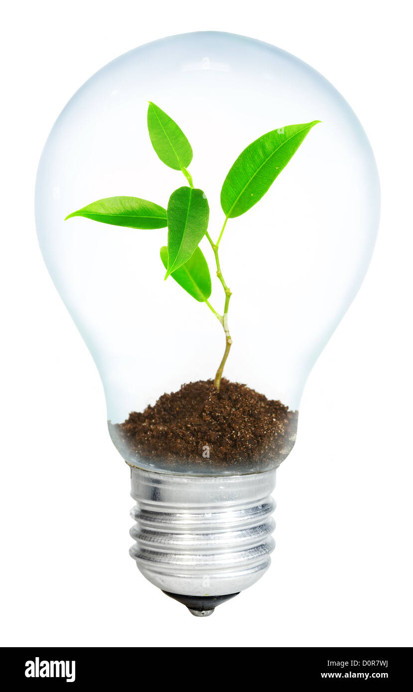 Young sprout in light bulb Stock Photo - Alamy