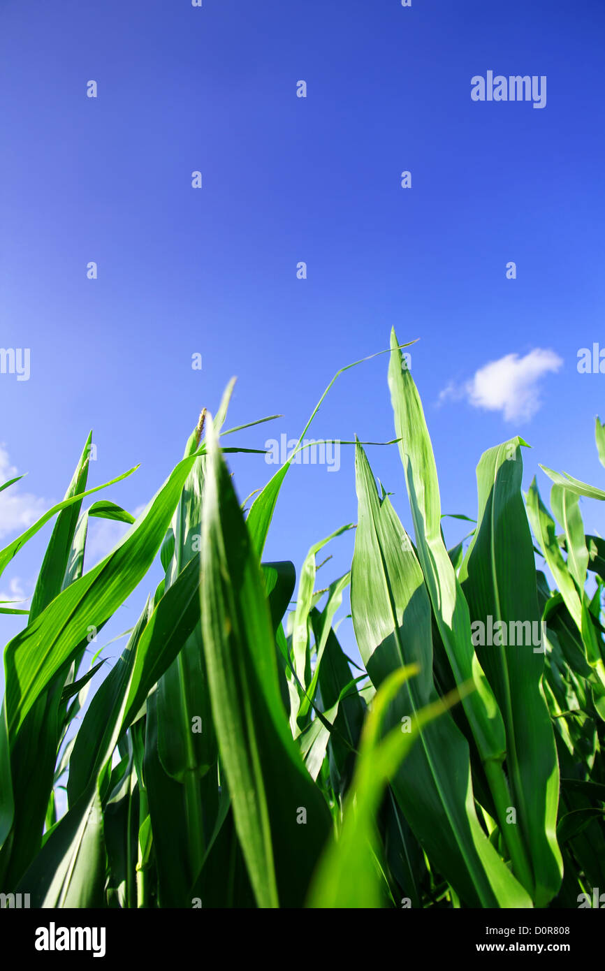 A Corn field under a blue sky Stock Photo - Alamy