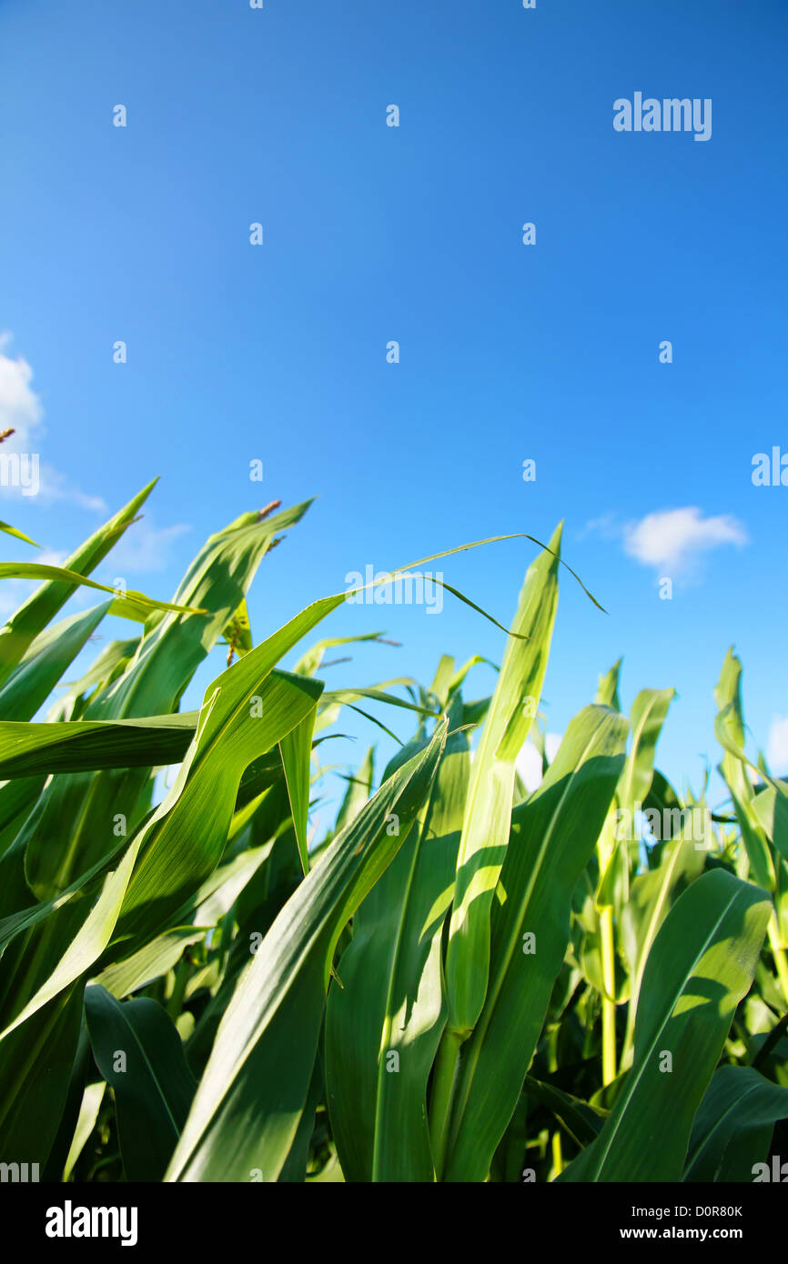 A Corn field under a blue sky Stock Photo - Alamy