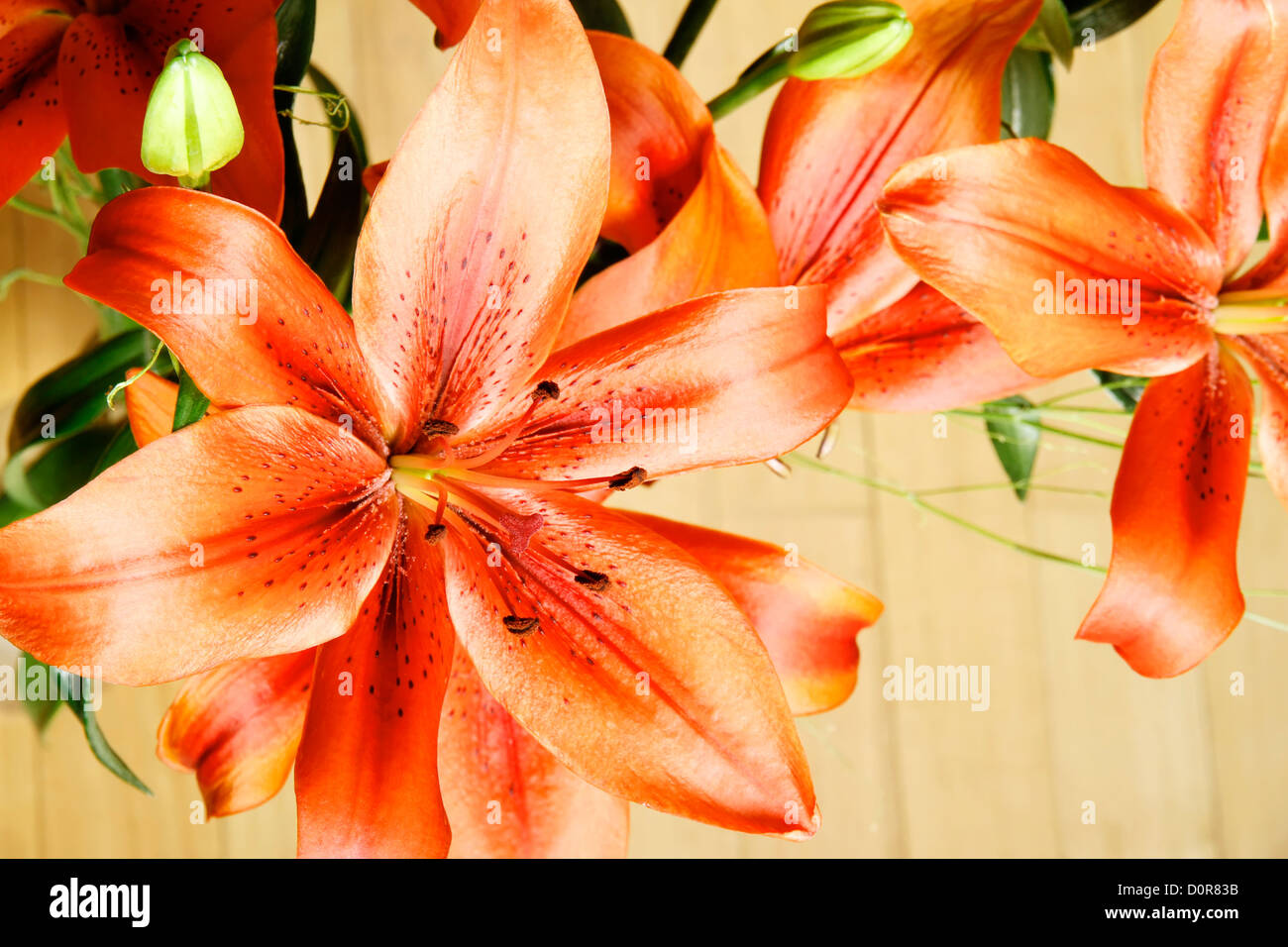 A Bouquet of blooming Lilium Flowers Stock Photo - Alamy