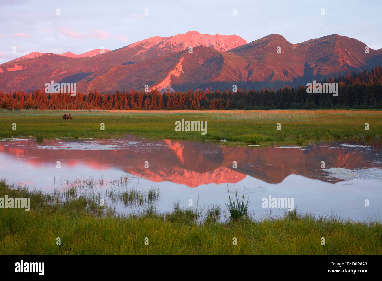 Brown bear alaska landscape hi-res stock photography and images - Alamy