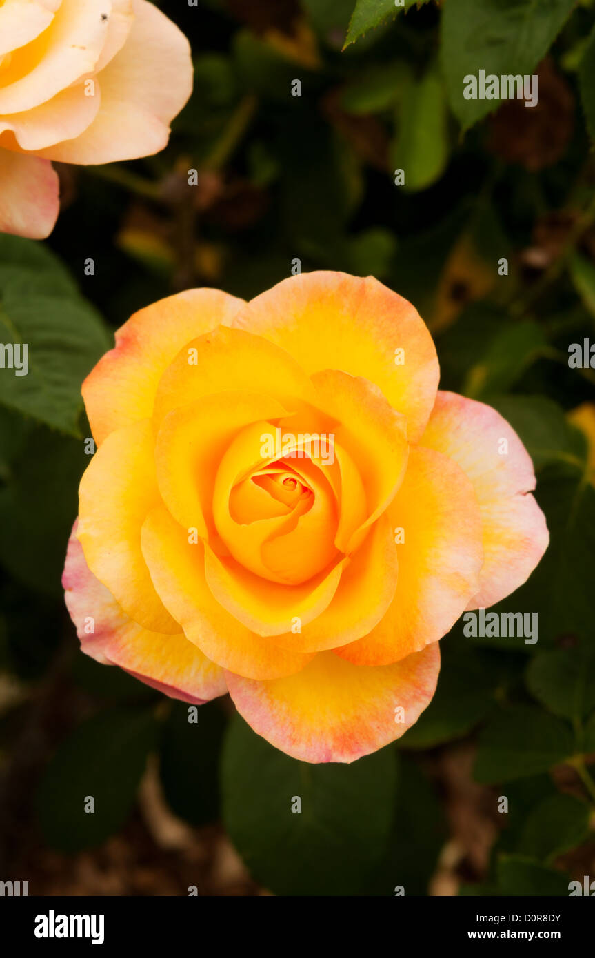 Gold Medal rose in bloom Stock Photo - Alamy