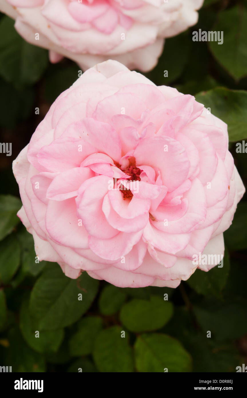 Madam President Rose Stock Photo - Alamy