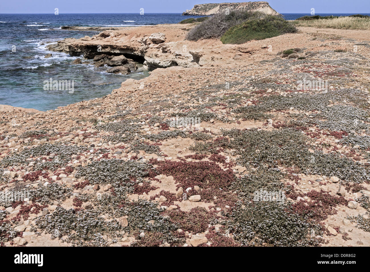 Lichen at the beach hi-res stock photography and images - Alamy