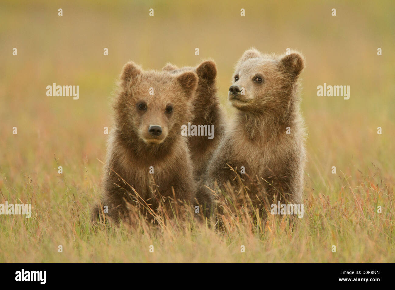 Triplet Brown or Grizzly Bear spring cubs, Lake Clark National Park ...