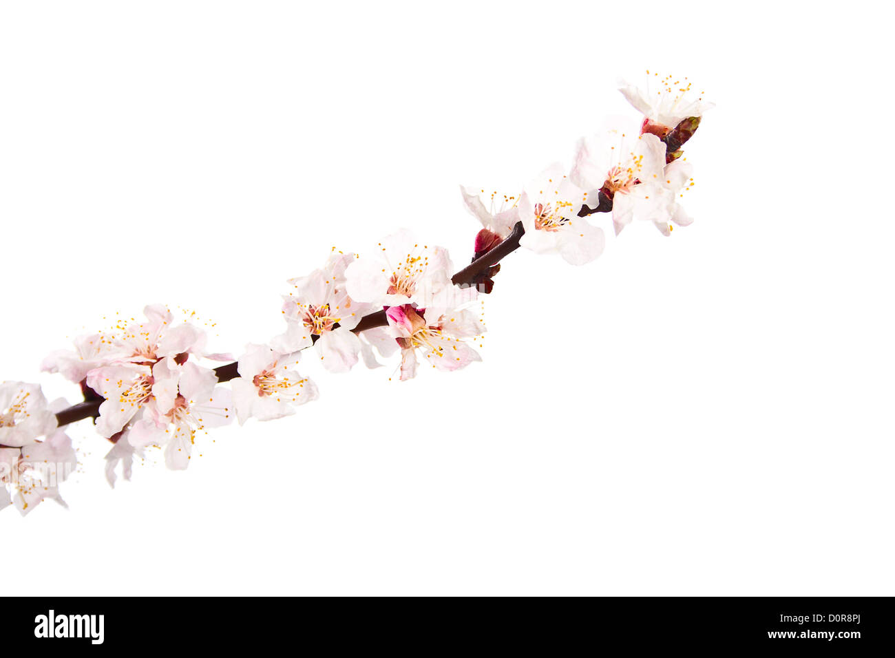 Almond wallpaper hi-res stock photography and images - Alamy