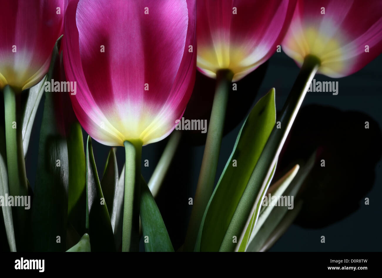 Magic bouquet hi-res stock photography and images - Alamy
