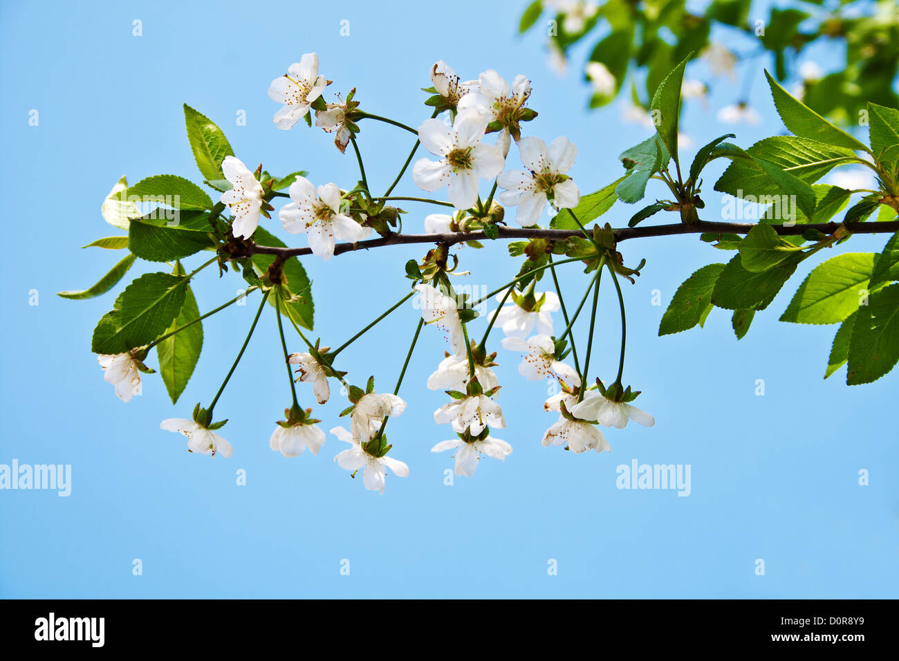 cherry blossom branch Stock Photo - Alamy