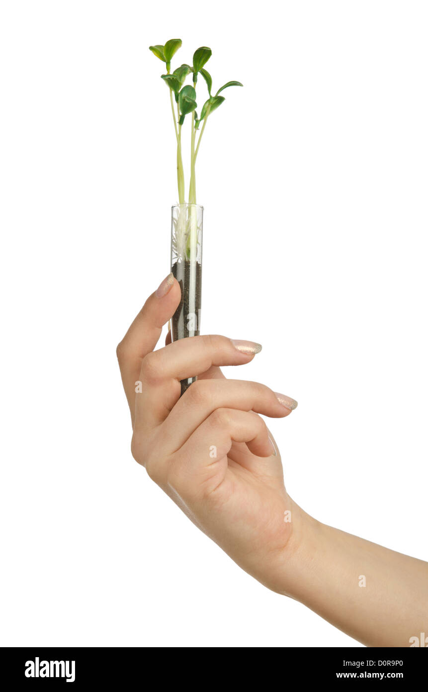 Hand holding tube seedling hi-res stock photography and images - Alamy