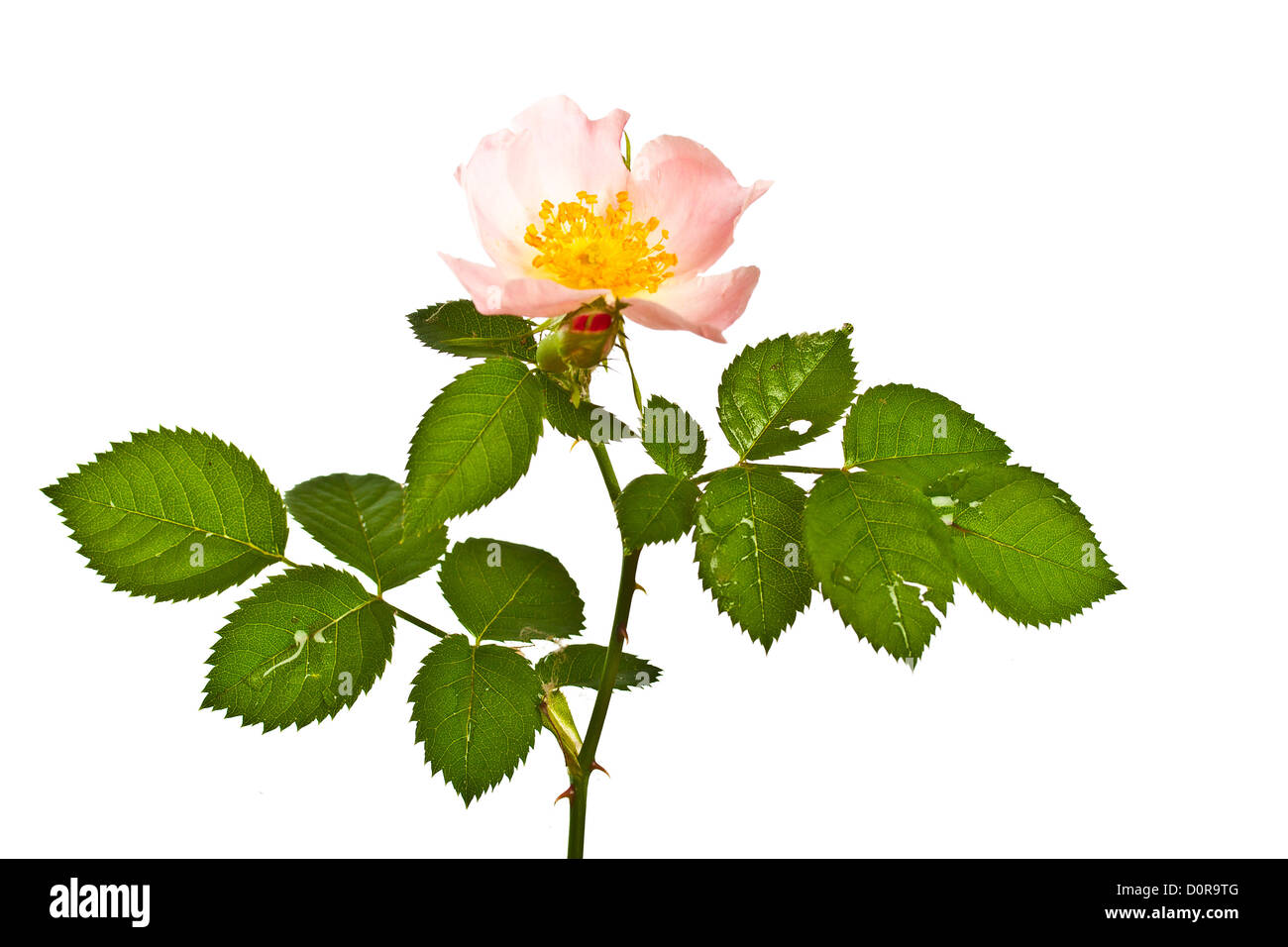 Flower of briar Stock Photo - Alamy