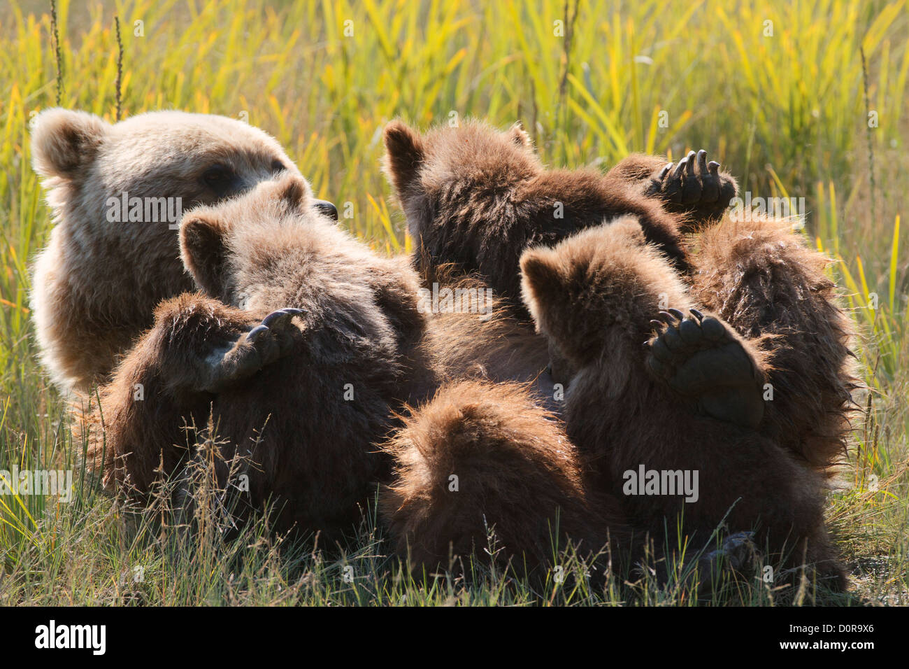 Sow with triplet Brown or Grizzly Bear spring cubs, Lake Clark National ...