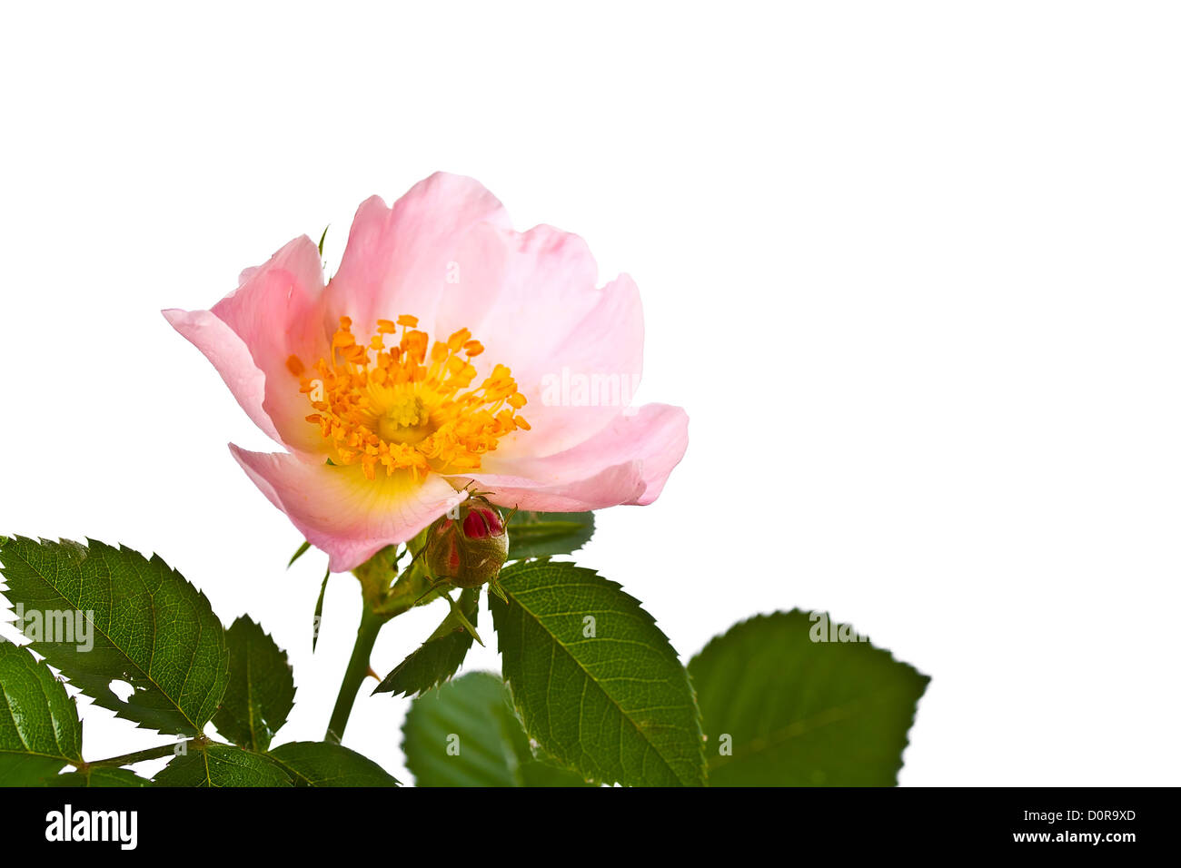 Briar flower hi-res stock photography and images - Alamy