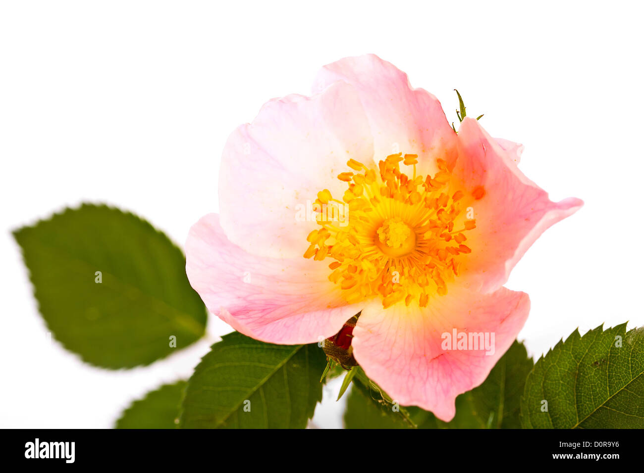 Briar flower hi-res stock photography and images - Alamy