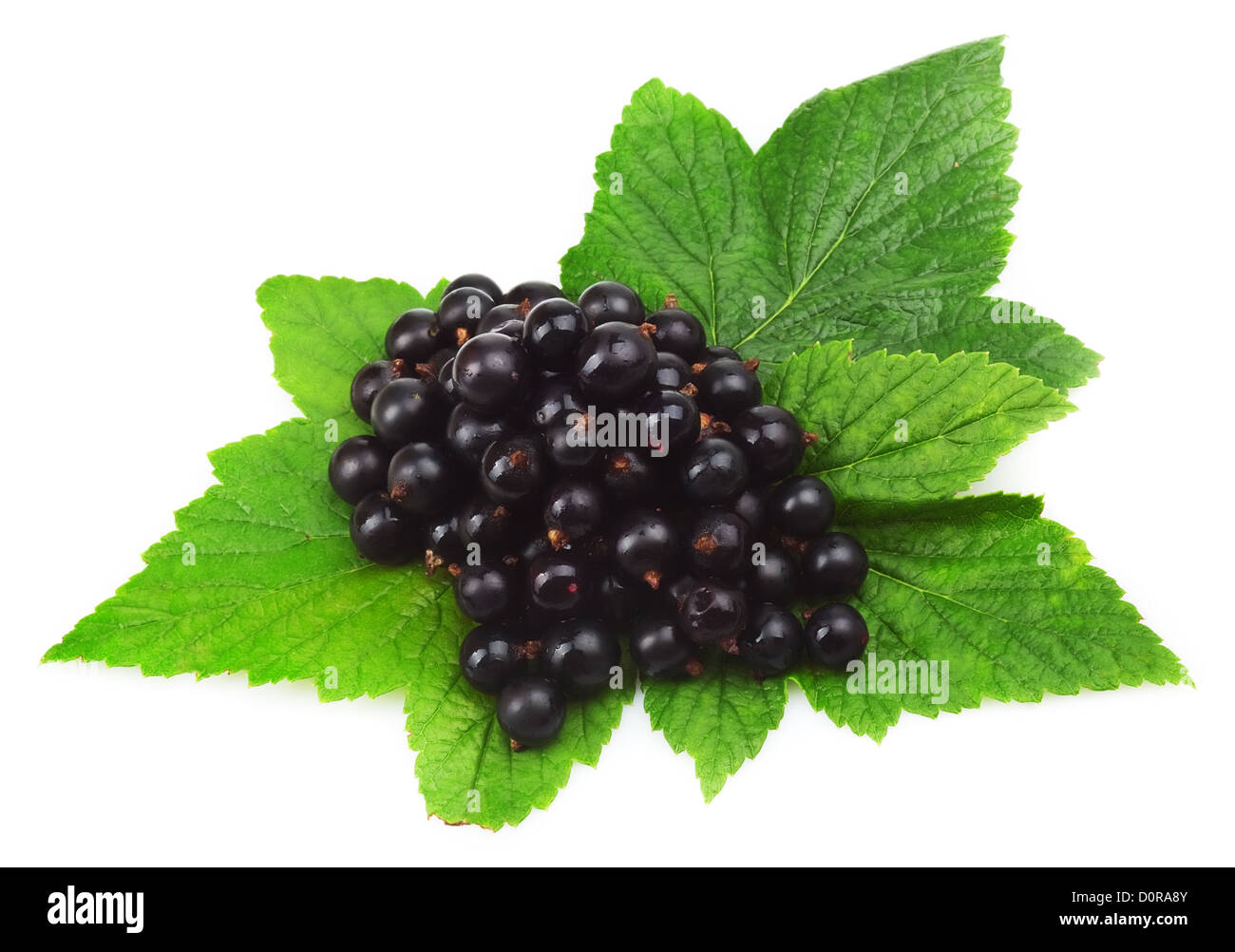 Black currants macro hi-res stock photography and images - Alamy