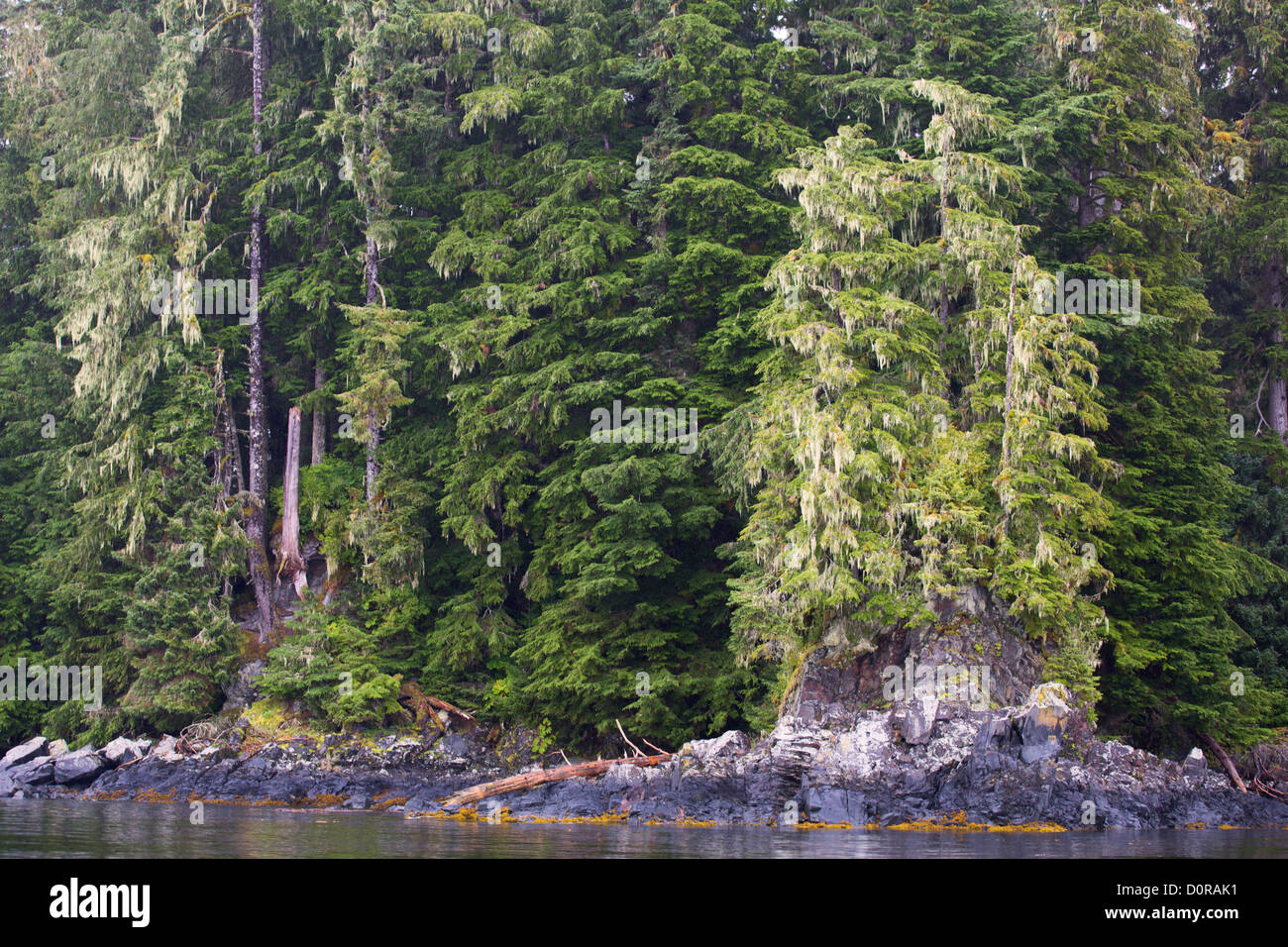 Southeastern united states forest plants hi-res stock photography and ...