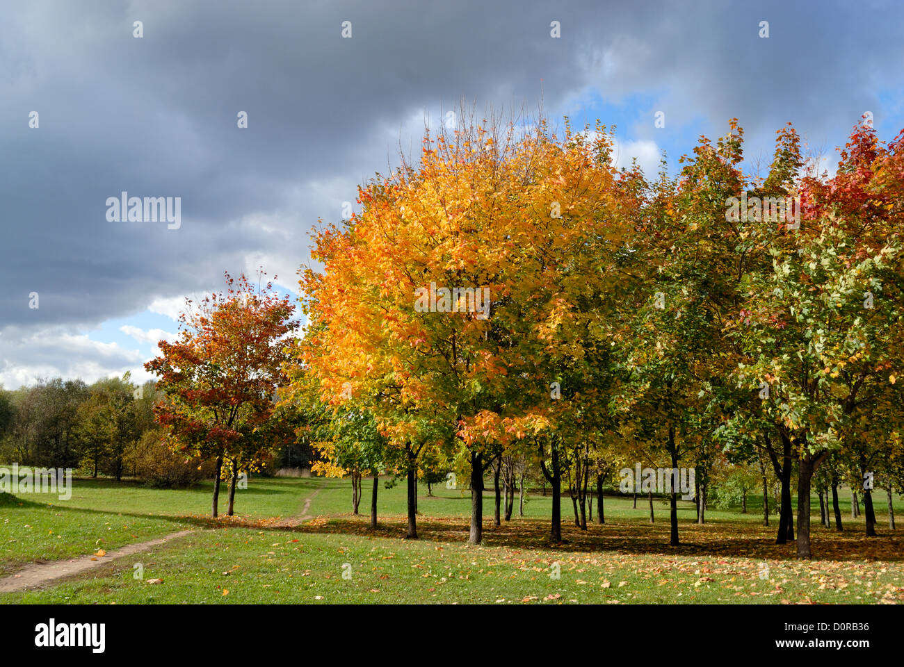 Autumn tree in park Stock Photo - Alamy