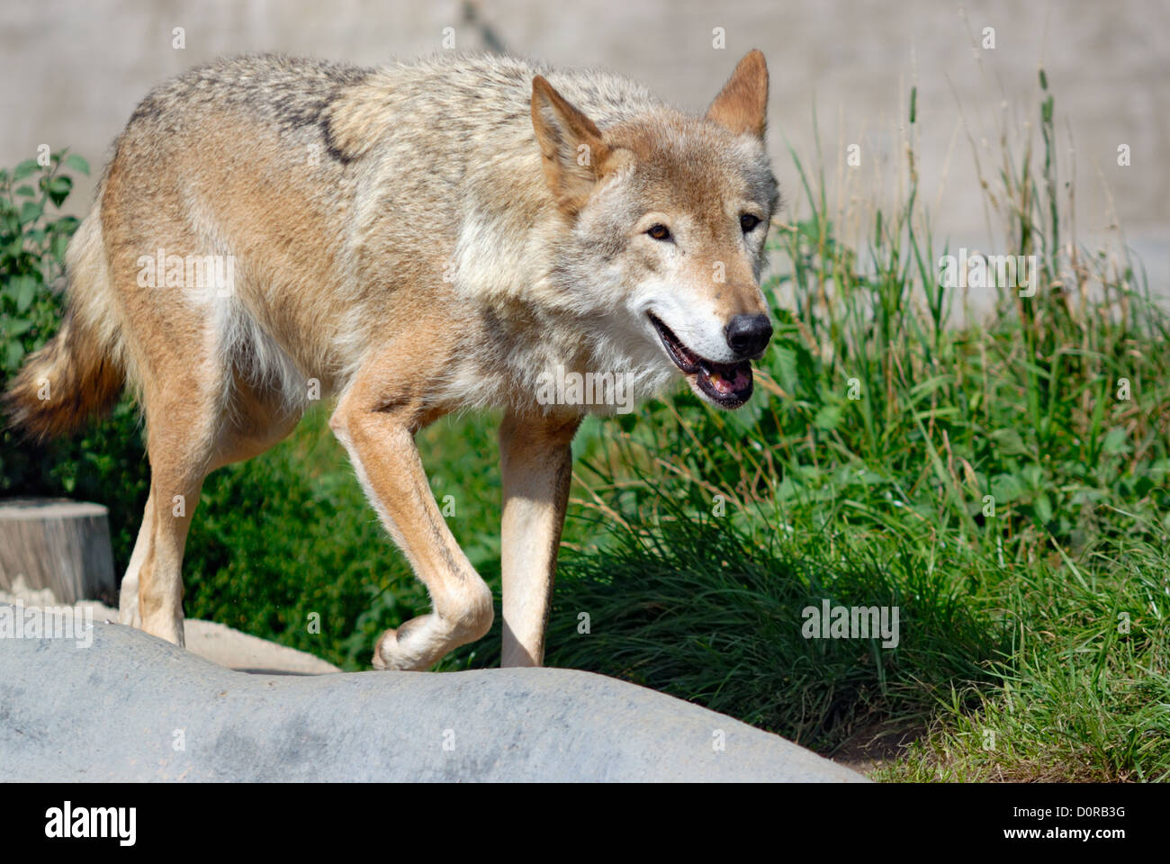 Savage wolf hi-res stock photography and images - Alamy