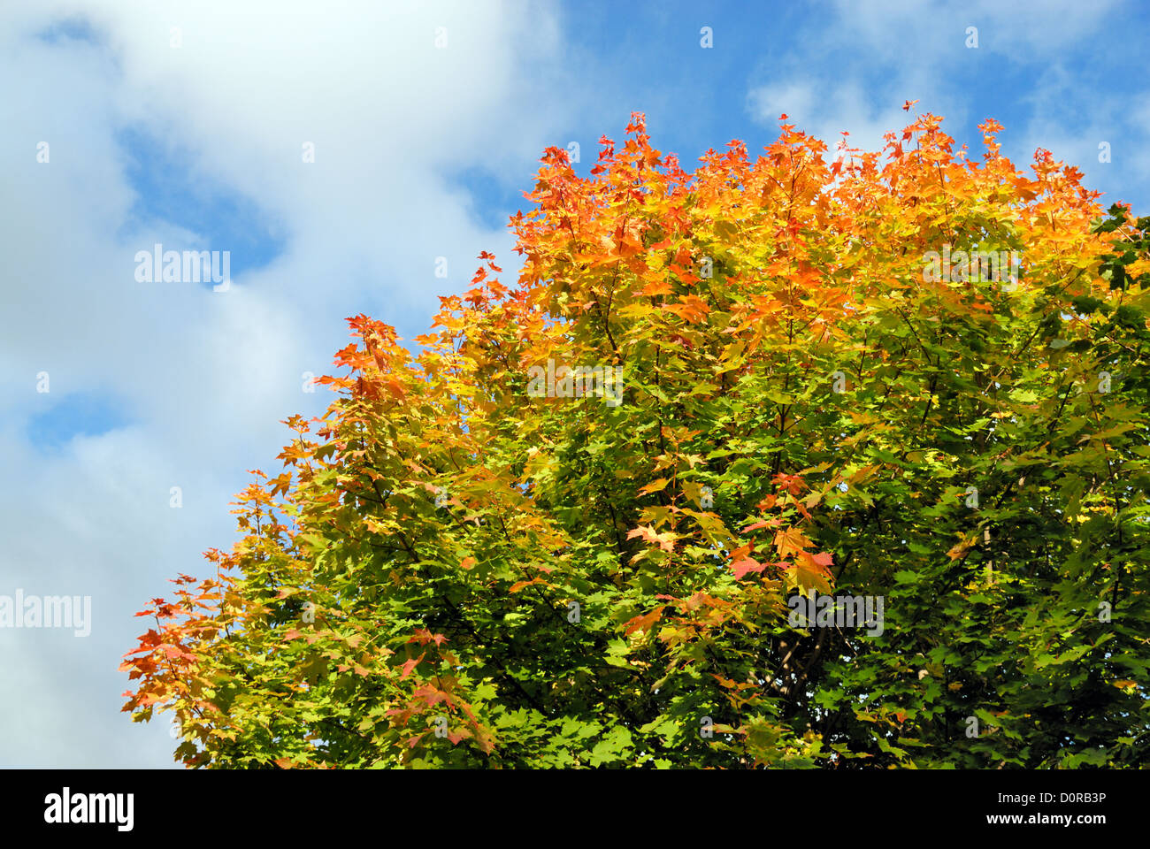 Maple tree in autumn color Stock Photo - Alamy
