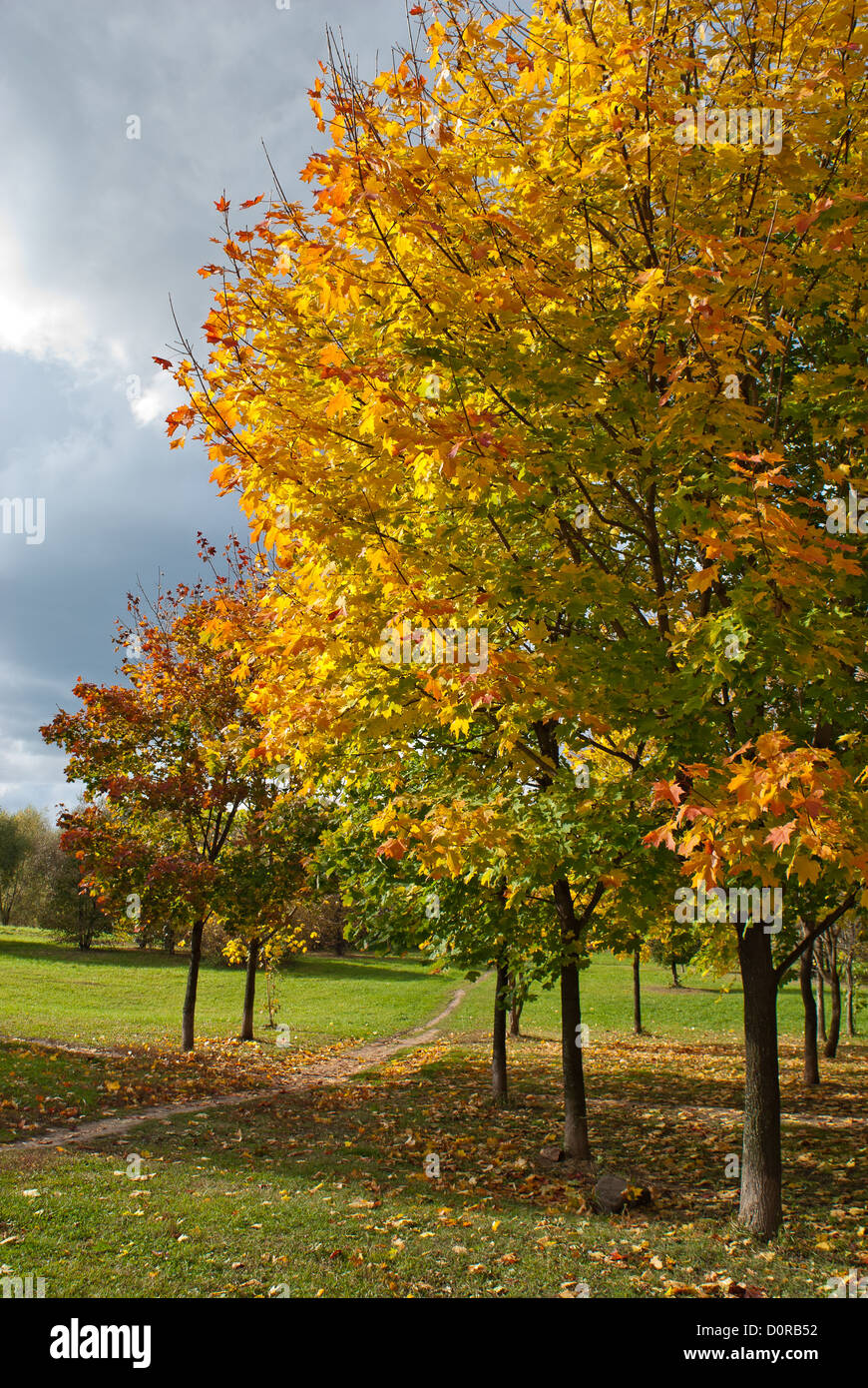 Autumn trees in park Stock Photo - Alamy