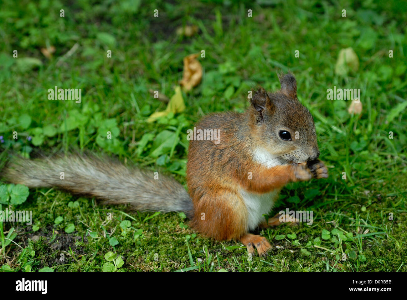 Grey squirrel eating on the grass hi-res stock photography and images ...