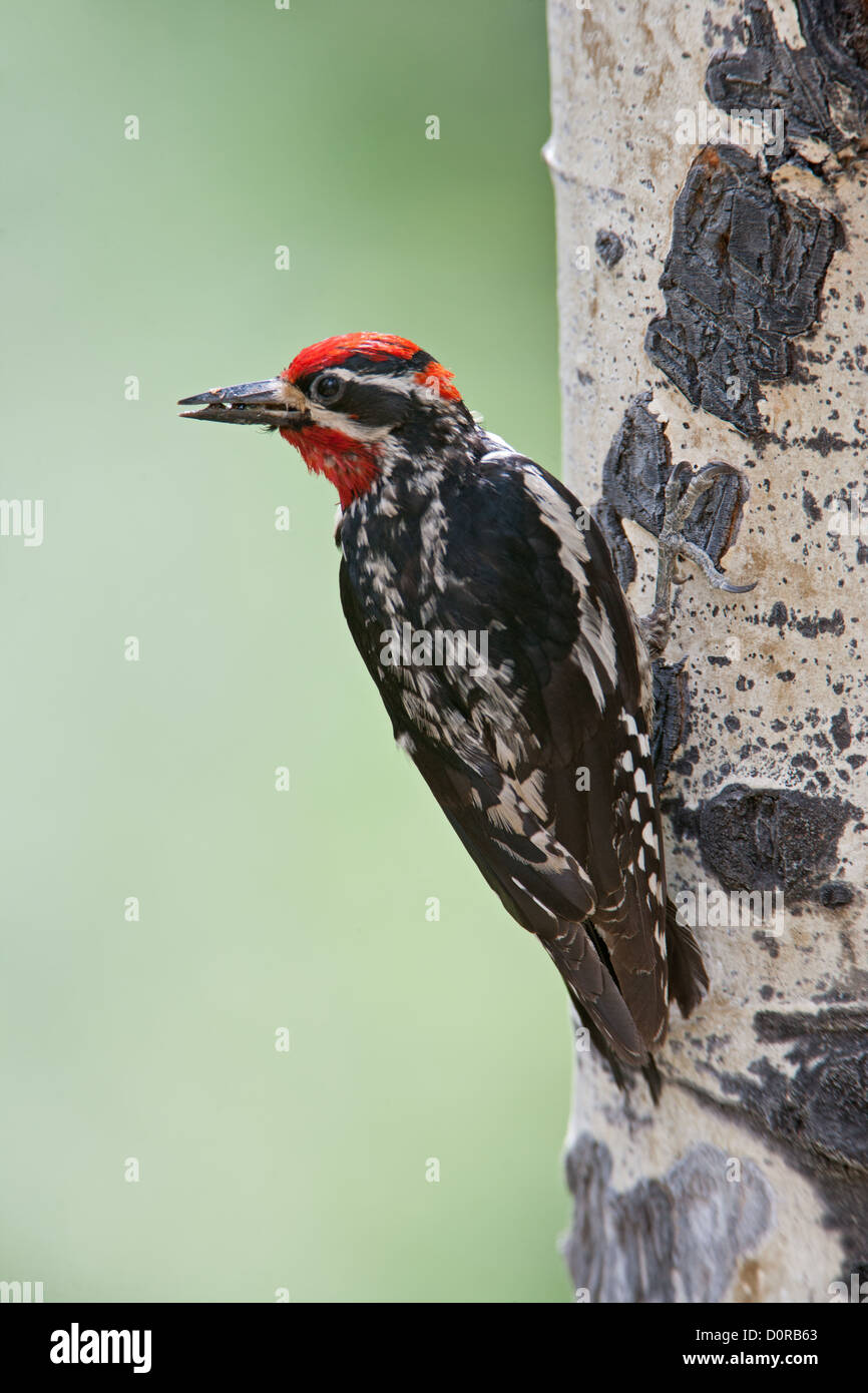 Red-naped Sapsucker on Aspen Tree perching bird birds woodpecker ...