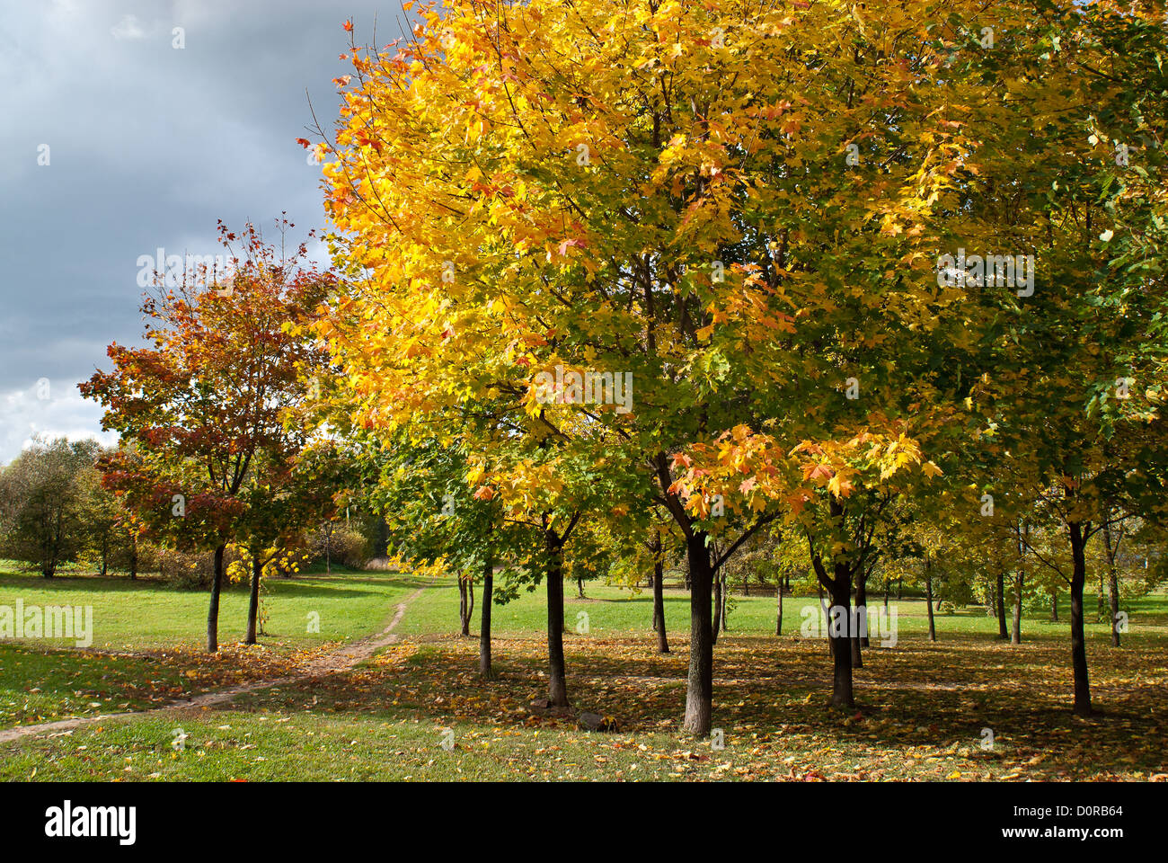 Autumn tree in park Stock Photo - Alamy