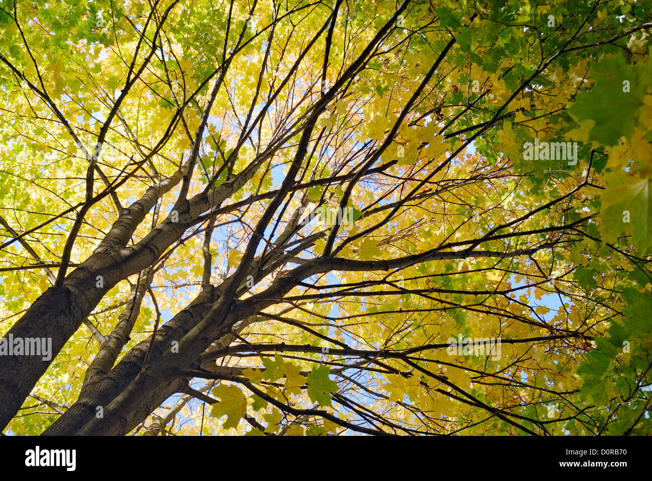 Maple tree in autumn color Stock Photo - Alamy