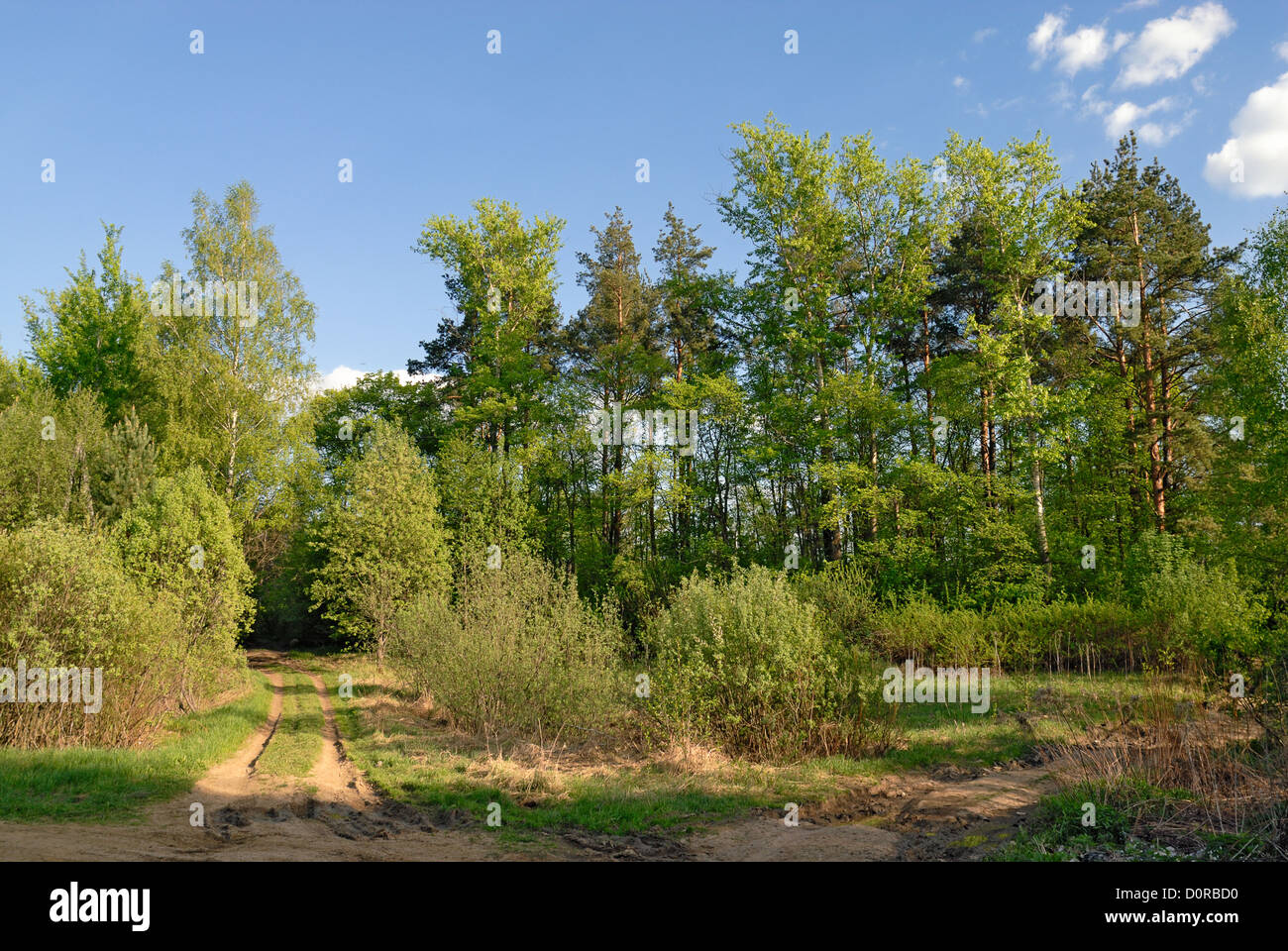 Rural road through forest Stock Photo - Alamy
