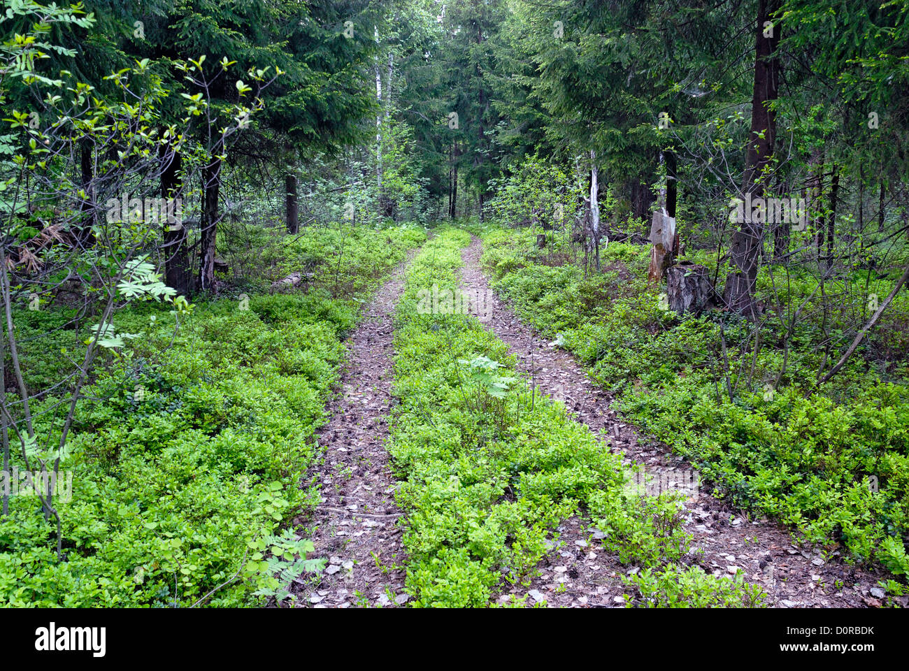 Two track through the forest Stock Photo - Alamy