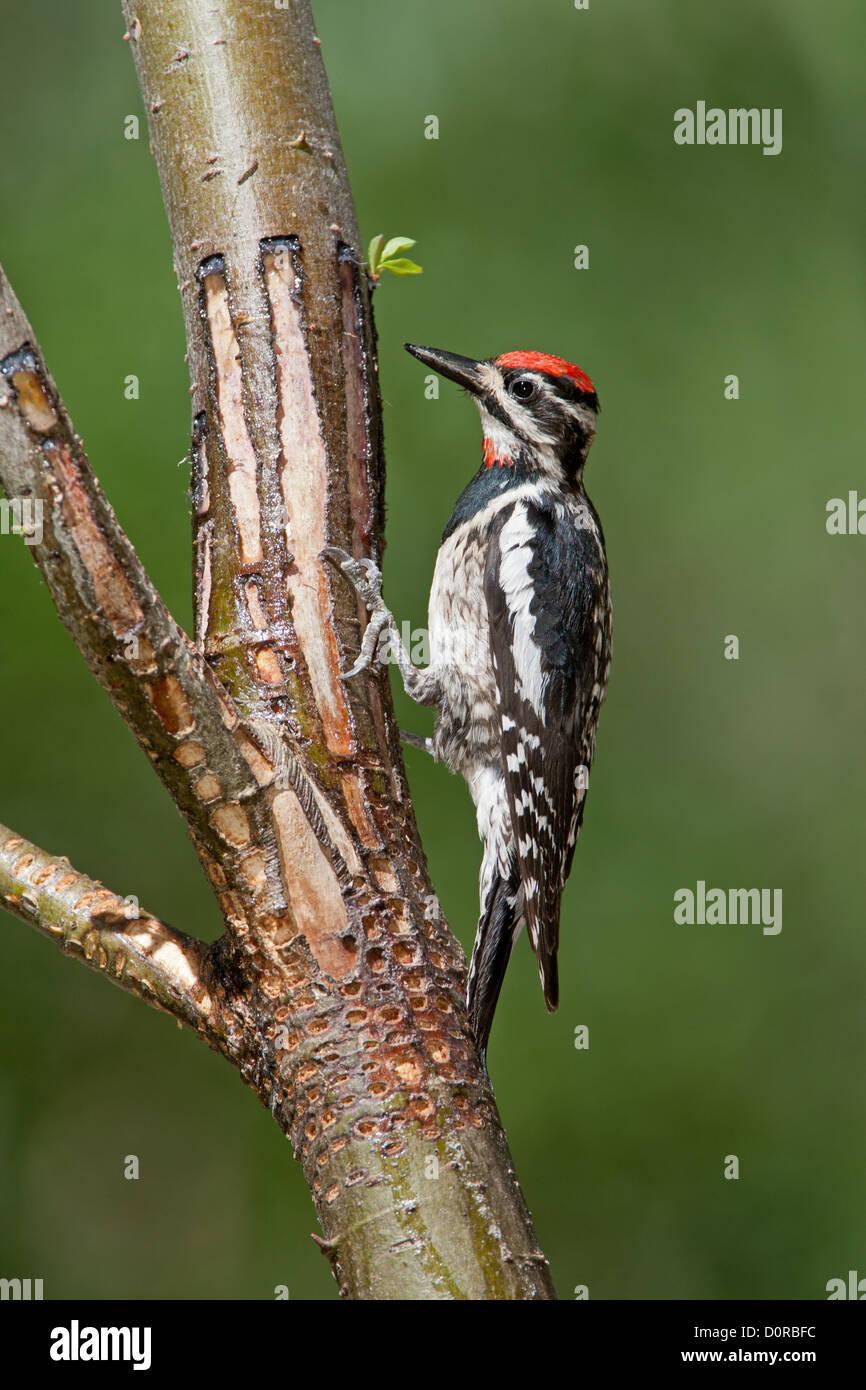 Female Red-naped Sapsucker at Sap Wells perching bird birds woodpecker ...