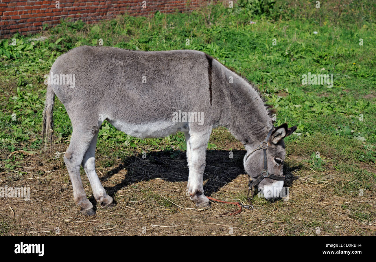 Stubborn mule hi-res stock photography and images - Alamy