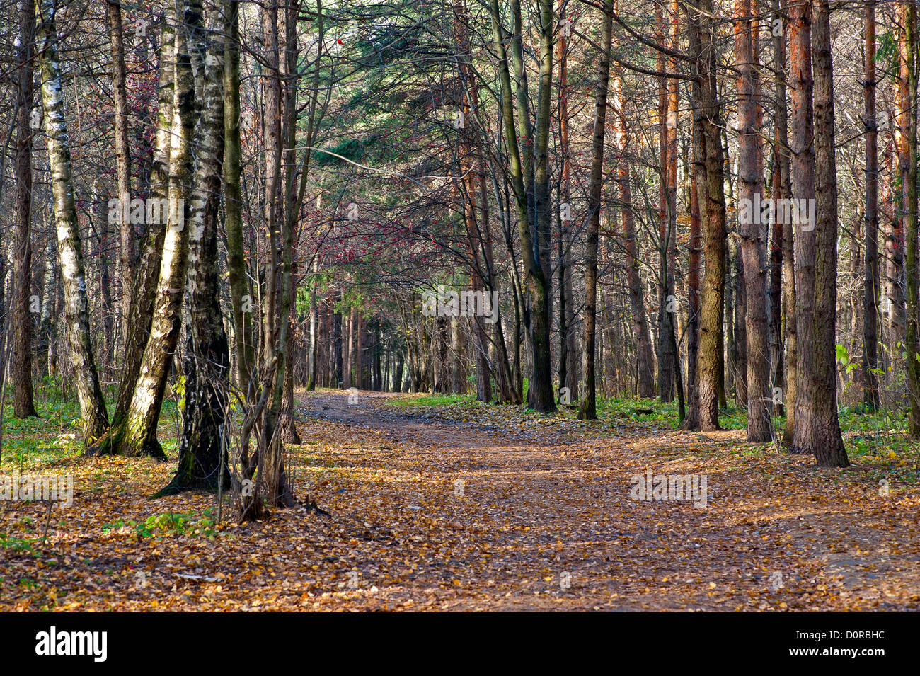 Rural walking path with golden sunlight hi-res stock photography and ...
