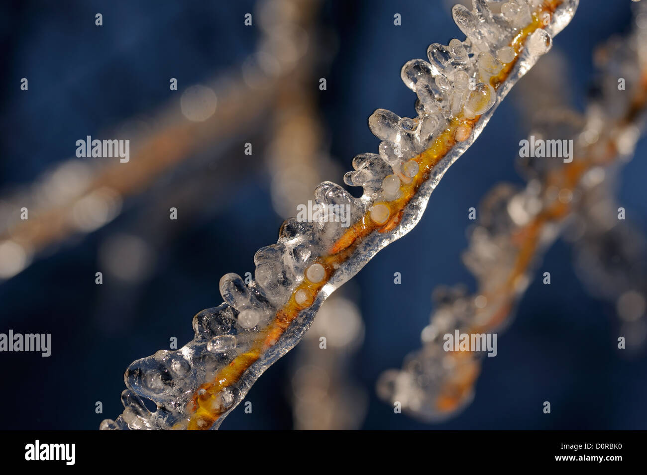 Branch in ice Stock Photo - Alamy