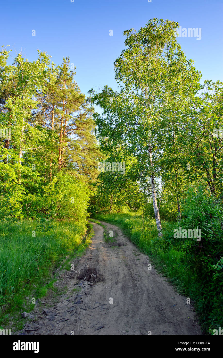 Road through forest hi-res stock photography and images - Alamy
