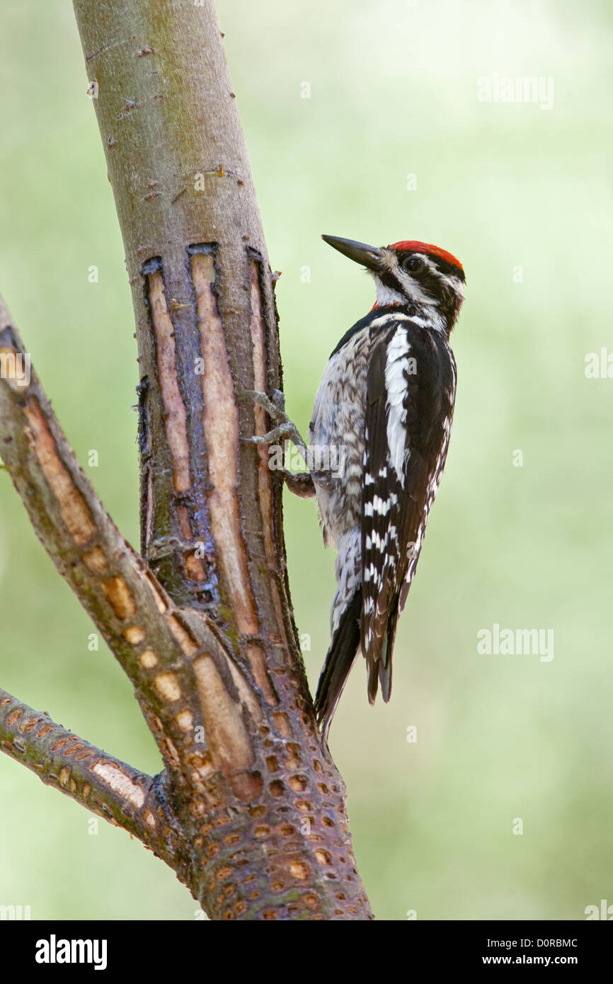 Female Red-naped Sapsucker at Sap Wells perching bird birds woodpecker ...